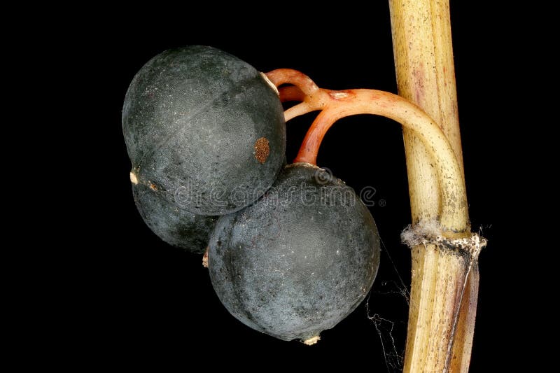 Angular Solomon S Seal (Polygonatum Odoratum). Mature Fruit Closeup ...