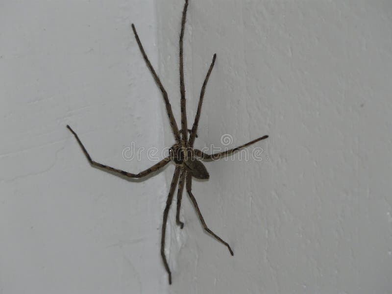 Angular Spider in Davao, Mindanao, Philippines Stock Photo - Image of ...