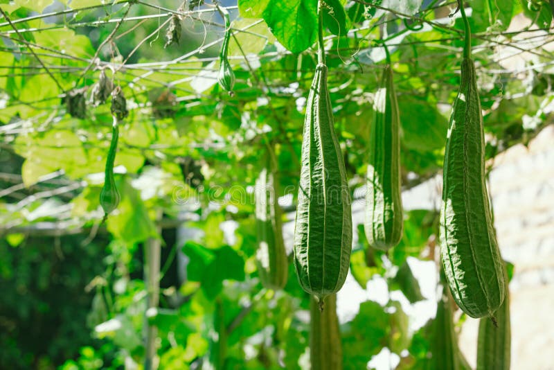 Angular Sponge Gourd Plant in Natural Environment Stock Image - Image ...