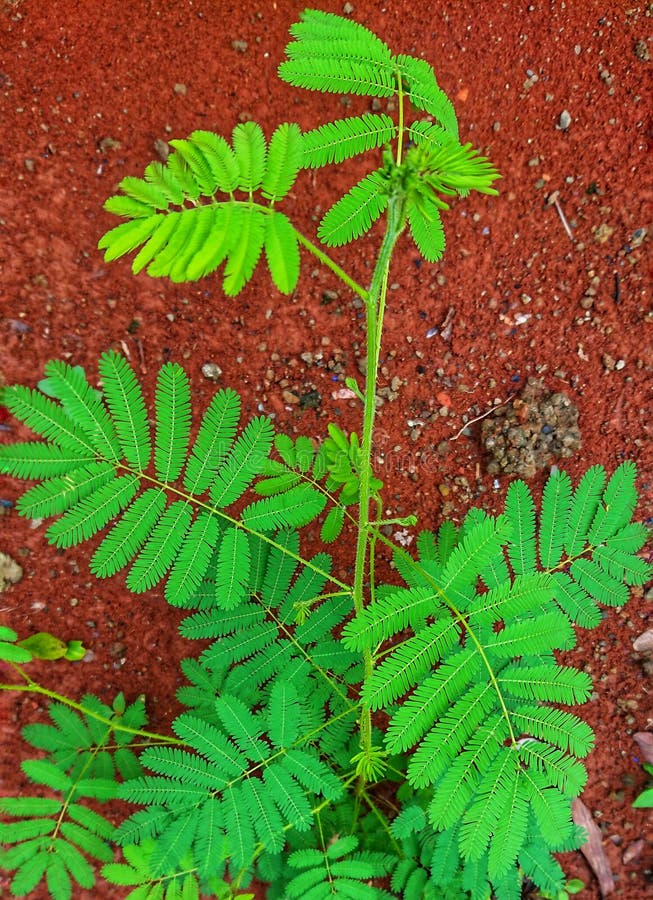 Angular View of Prickly Weed Shot Stock Image - Image of view, weed ...