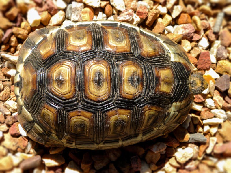 Angulate Tortoise 4 stock image. Image of african, angulate - 52758603