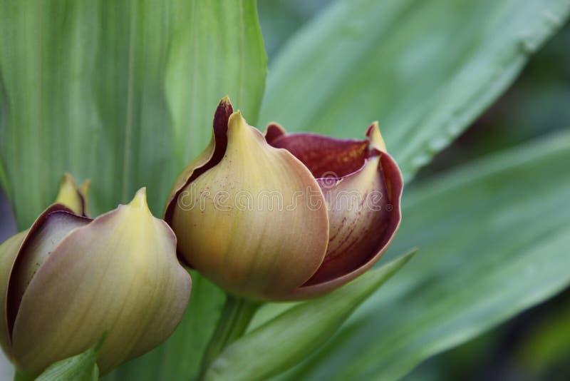 Anguloa ruckeri stock image. Image of plants, botanical - 116756233