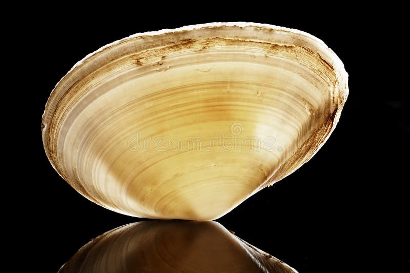 Angulus tenuis over black stock image. Image of macro - 36761019