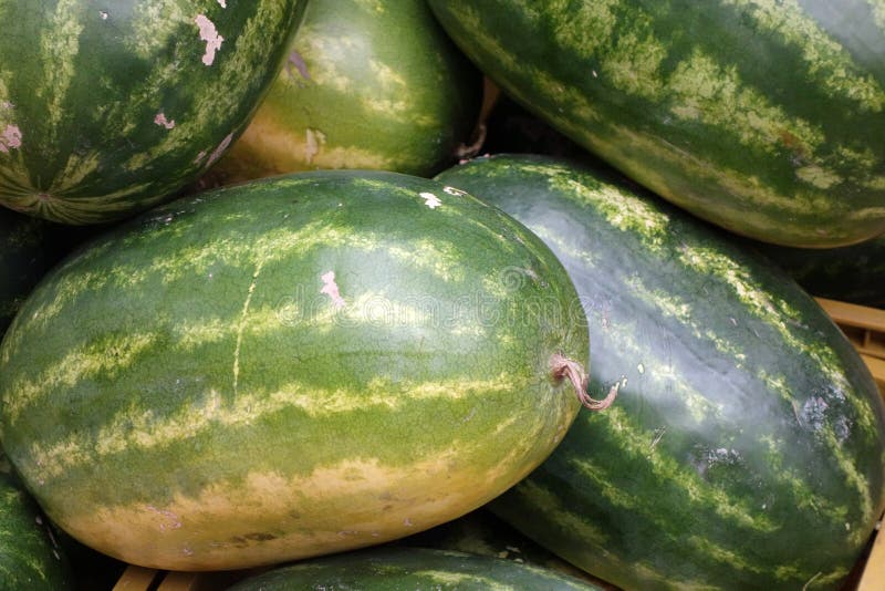 Anguria fotografia stock. Immagine di autunno, agricolo - 29535526