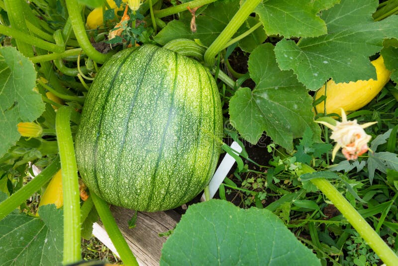 Anguria immagine stock. Immagine di coltivato, raccolto - 32801589