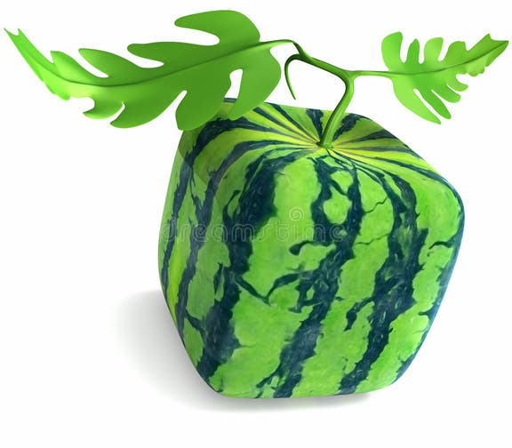 Anguria quadrata illustrazione di stock. Illustrazione di singolo ...