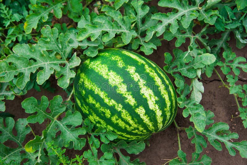 Anguria Naturale Del Giardino Immagine. Immagine: 2985862