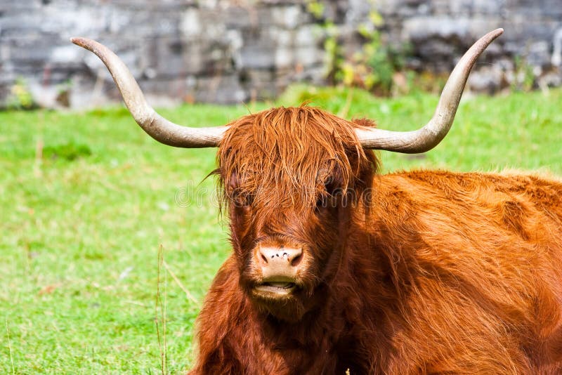 Angus stock image. Image of angus, beef, native, grass - 17302345