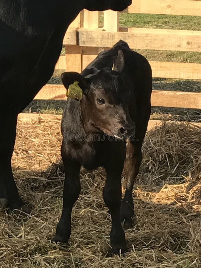 Baby Angus Cattle Auf Einem Gebiet in Texas Stockbild - Bild von ...