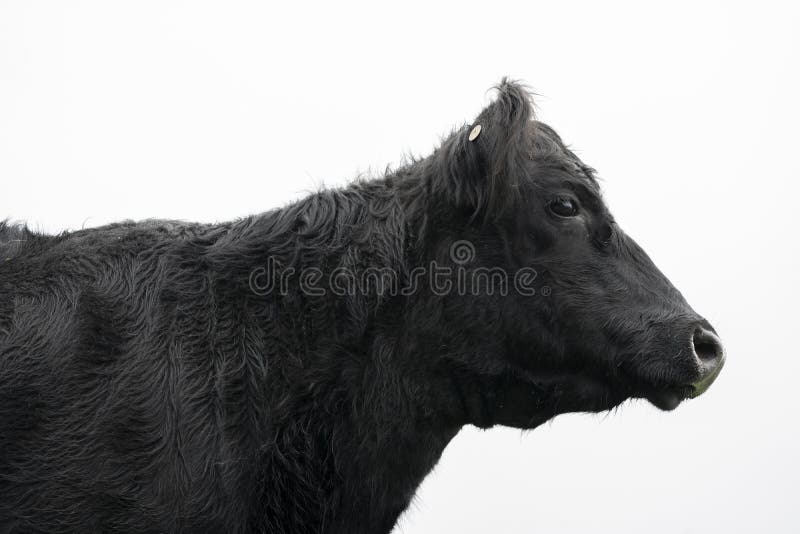 Angus Beef Cow Black and White Side on View Stock Image - Image of ...