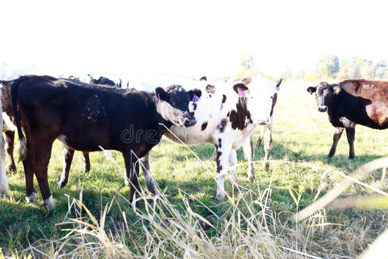 Angus beef cow in field stock photo. Image of beef, camera - 159396430
