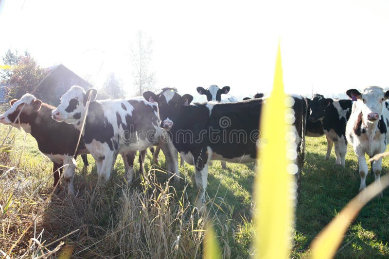 Angus beef cow in field stock image. Image of cows, rises - 159396643