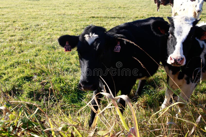 Angus beef cow in field stock photo. Image of angus - 159396880