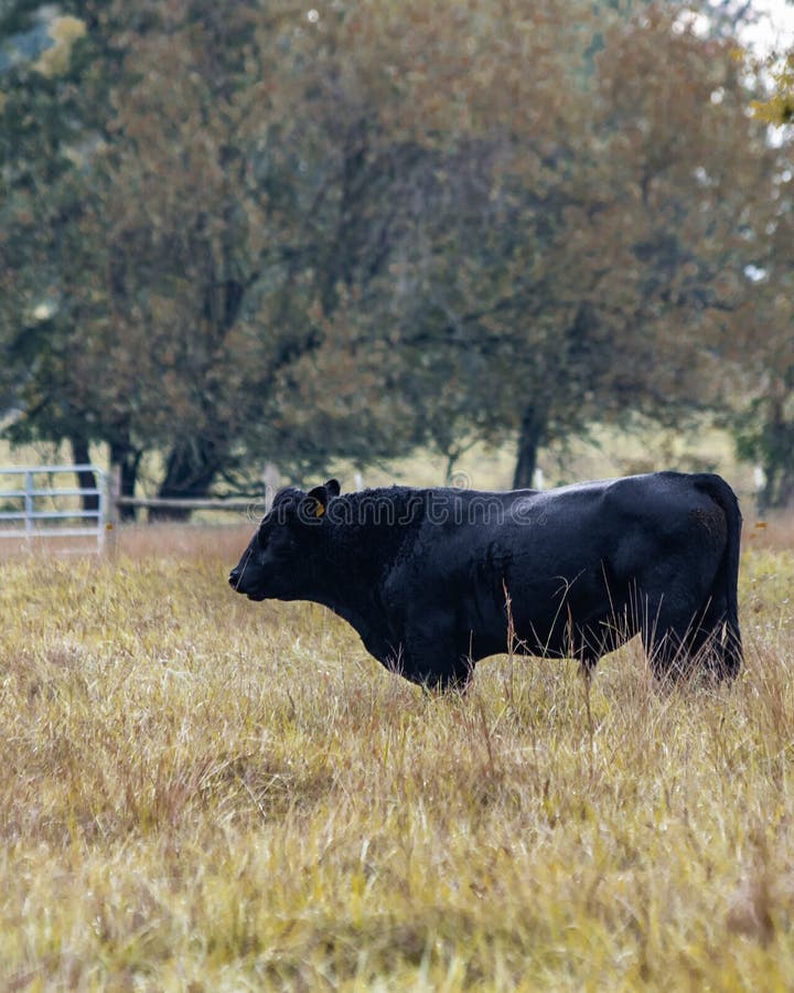 Angus Bull in Autumn Pasture - Vertical Stock Image - Image of fall ...