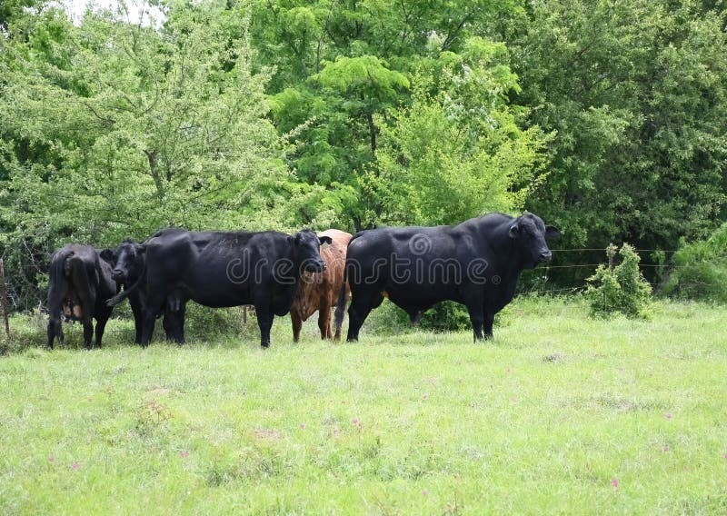 An Angus Bull and Cows in a Field Stock Photo - Image of pasture, angus ...