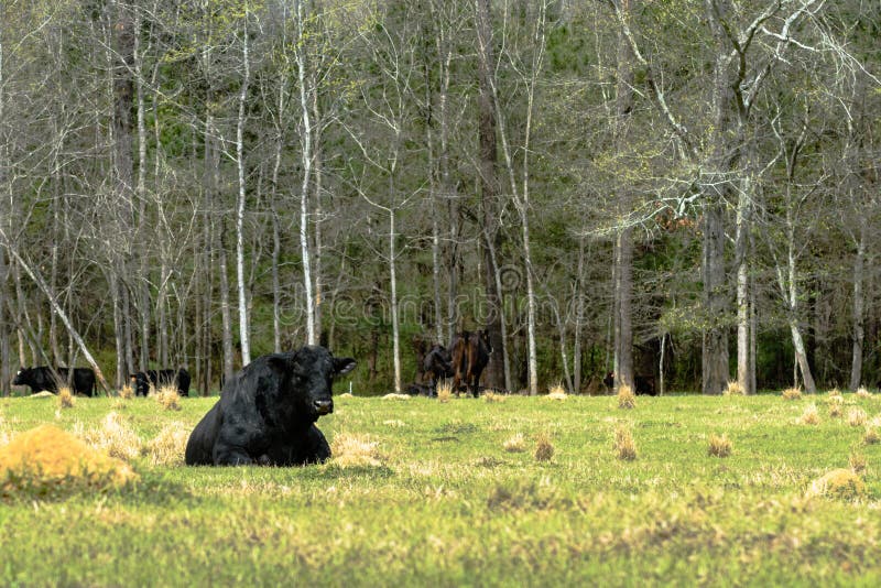 Angus Bull Lying Down in Spring Pasture Stock Photo - Image of angus ...