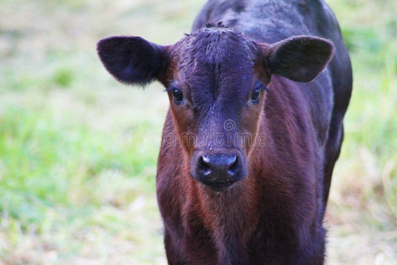 11,284 Calf Face Stock Photos - Free & Royalty-Free Stock Photos from ...