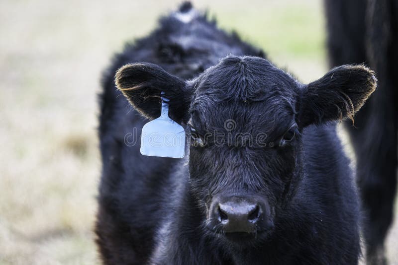 Angus Calf with Blue Ear Tag Stock Image - Image of beef, calf: 267641027
