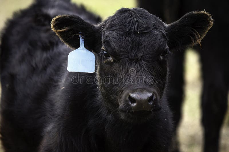 Angus calf close up stock image. Image of husbandry - 277779331