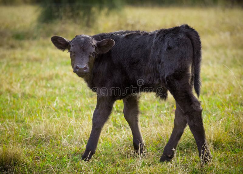 Angus calf stock photo. Image of farming, agriculture - 57383862