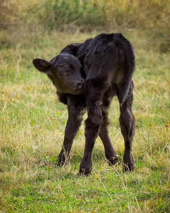 Angus calf stock photo. Image of juvenile, angus, steer - 57383912