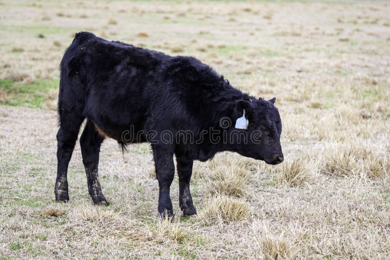 Angus Calf in Dormant Pasture with Head Down Stock Photo - Image of ...