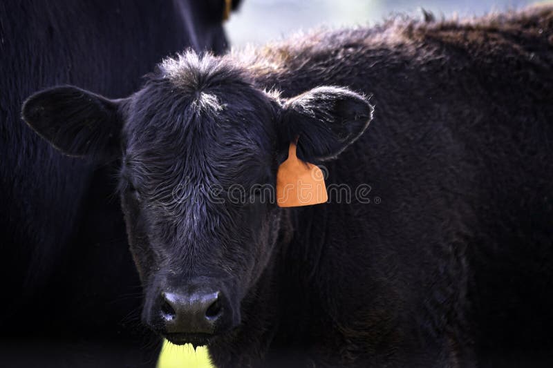 Angus Calf Portrait with Neg Space Stock Image - Image of season ...