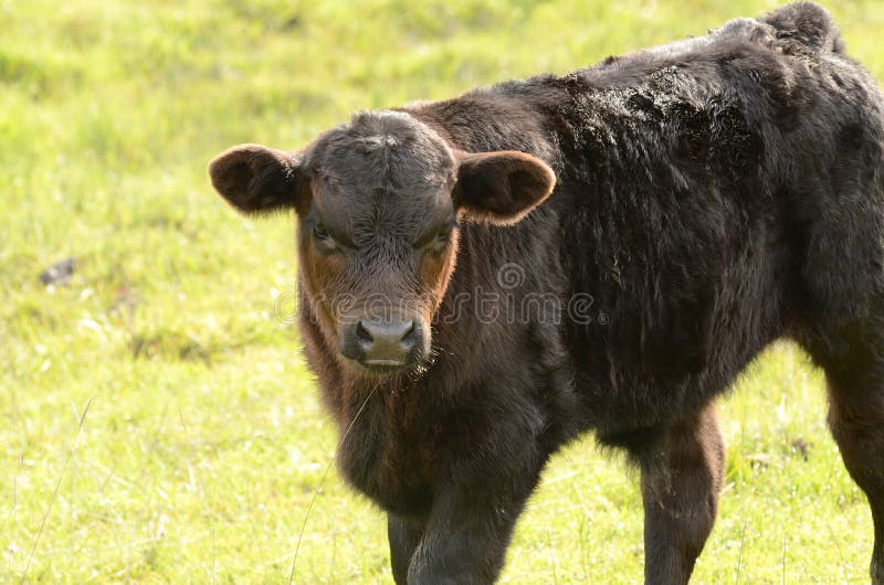 Angus Calf stock image. Image of spring, cows, bovine - 43553039