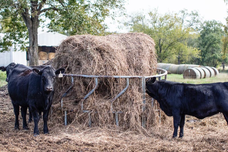 Angus Cattle Around Hay Ring Stock Image - Image of spring, ruminant ...