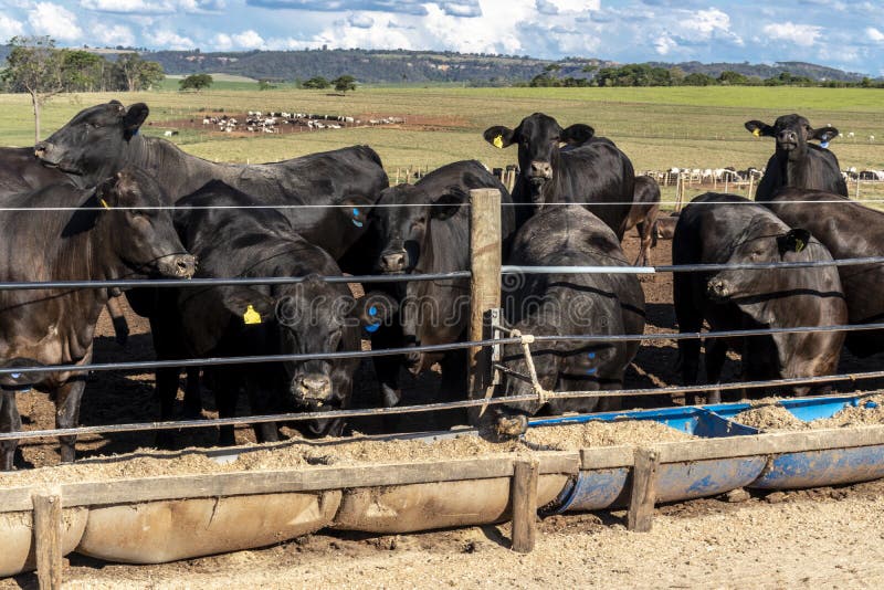 Angus Cattle on Confinement Stock Photo - Image of confinement, farming ...