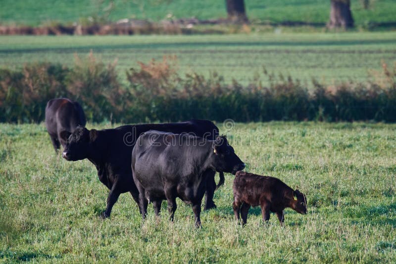 Angus cattle on a farm stock photo. Image of country - 211272358
