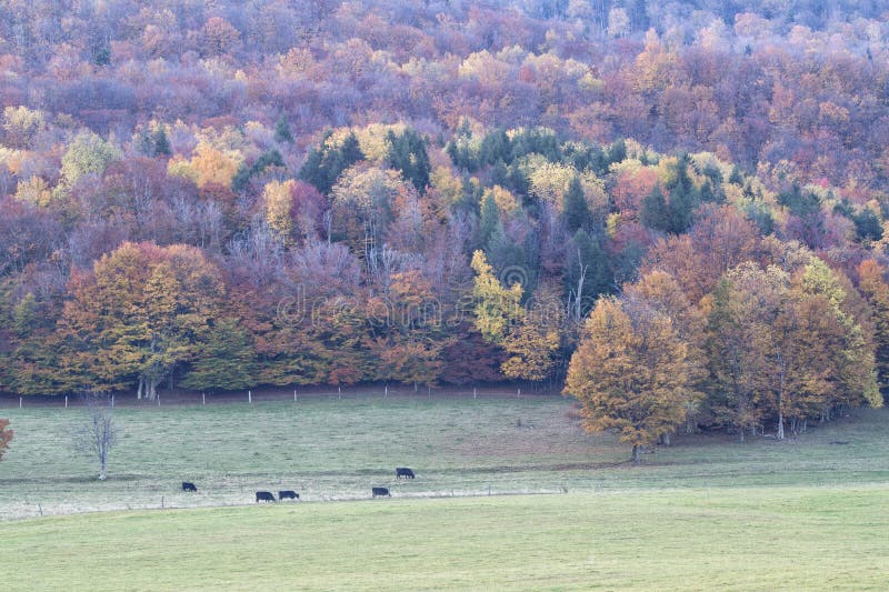 Angus Cattle Grazing with Autumn Background Stock Image - Image of fall ...