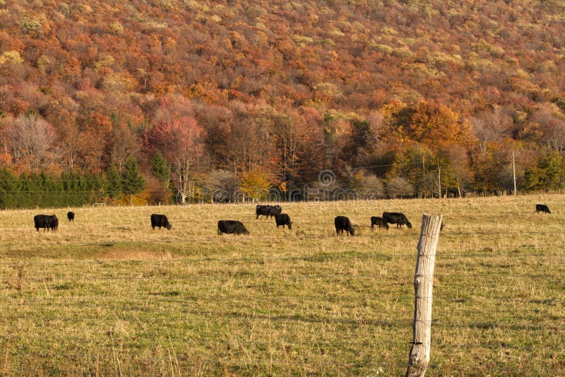 Angus Cattle Grazing with Autumn Background Stock Photo - Image of beef ...
