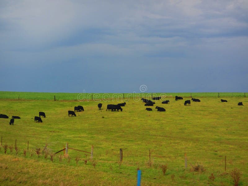 Angus cattle stock image. Image of livestock, heard, beef - 72813627