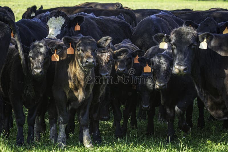 Angus Cattle Standing in Shade Stock Photo - Image of grass, black ...