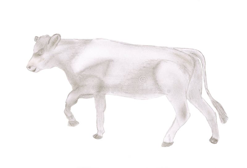 Angus cow stock illustration. Illustration of bull, steak - 16196490