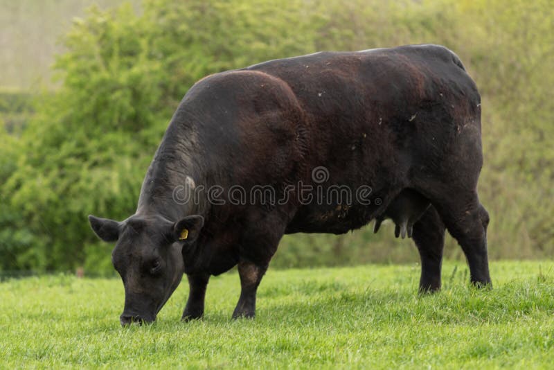 Black Angus Cow Eating Grass Stock Image - Image of farm, western: 5536183