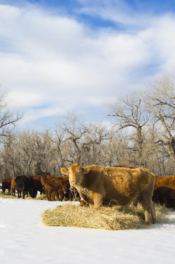 Angus Cow Eats Hay during Winter Stock Photo - Image of white, cows ...