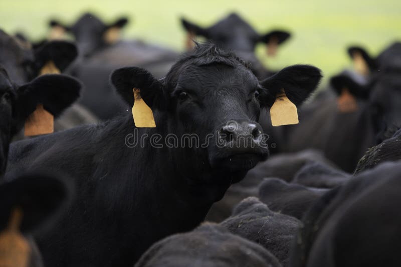 Angus Cow Face in Tightly Packed Herd Stock Image - Image of together ...