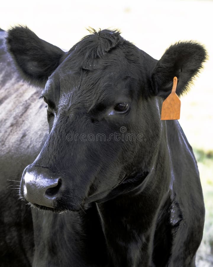 Red Angus Cow Head, the Cow Lies Relaxed in a Green Dutch Meadow Stock ...
