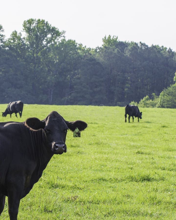 264 Black Angus Steer Eating Stock Photos - Free & Royalty-Free Stock ...