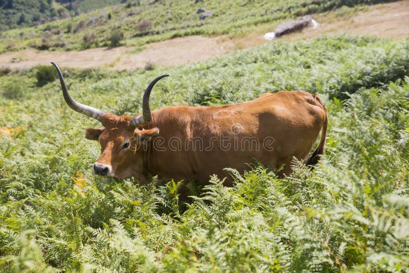 Becerro rojo de Angus imagen de archivo. Imagen de angus - 25292803