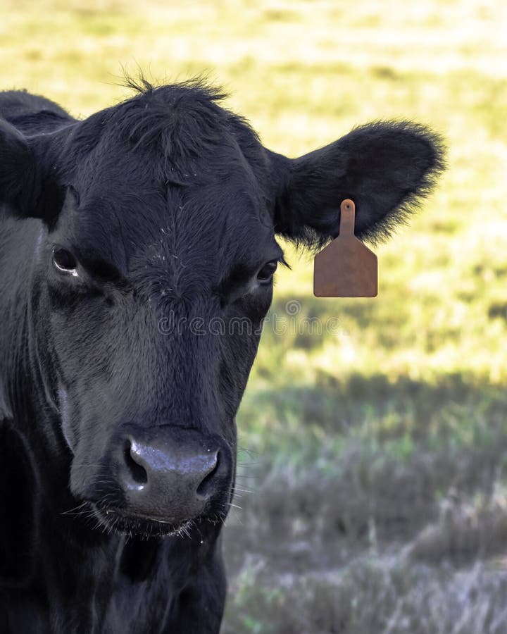 Commercial Angus Crossbred Cattle On Spring Pasture Stock Photo - Image ...