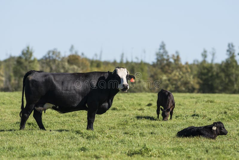 Angus Cow y becerro negros imagen de archivo. Imagen de angustia - 90261127