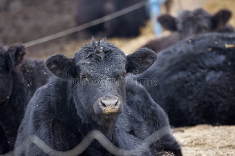 Angus cows on a farm stock image. Image of meadow, undefined - 358874455