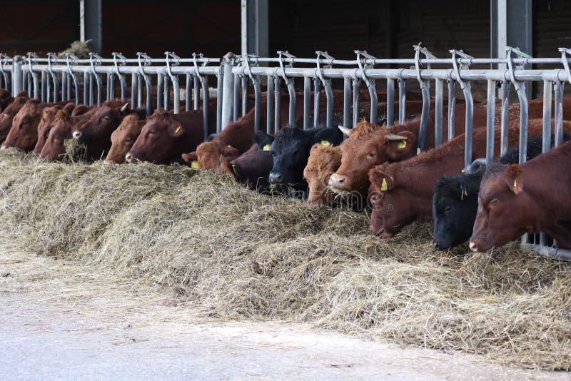 Angus Cows Feeding on Hey on a Organic Farm in Germany Stock Photo ...