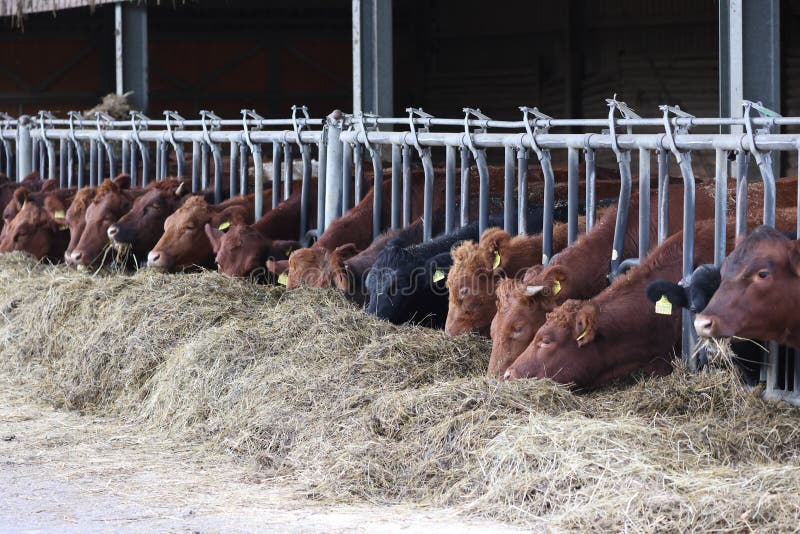 Angus Cows Feeding on Hey on a Organic Farm in Germany Stock Image ...