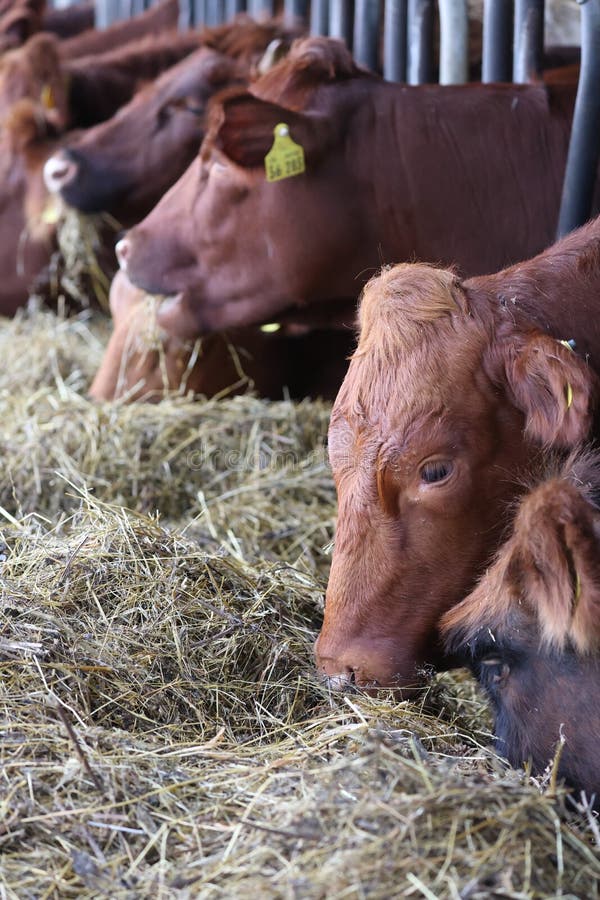 Angus Cows Feeding on Hey on a Organic Farm in Germany Stock Photo ...