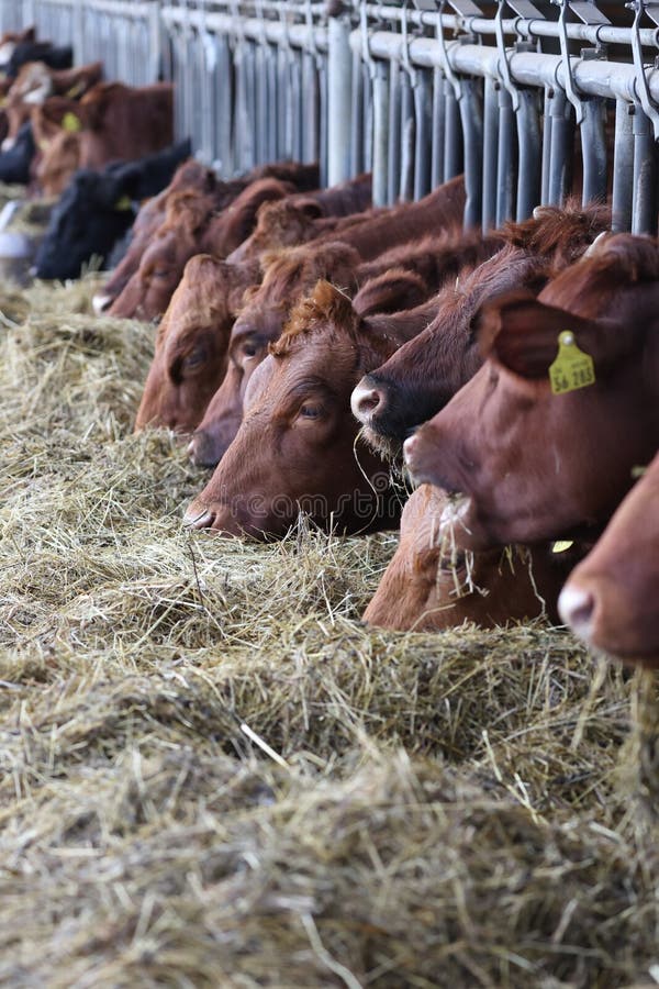 Angus Cows Feeding on Hey on a Organic Farm in Germany Stock Photo ...