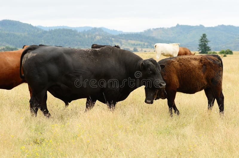 Angus Cross stock photo. Image of beef, countryside, bovine - 20649070
